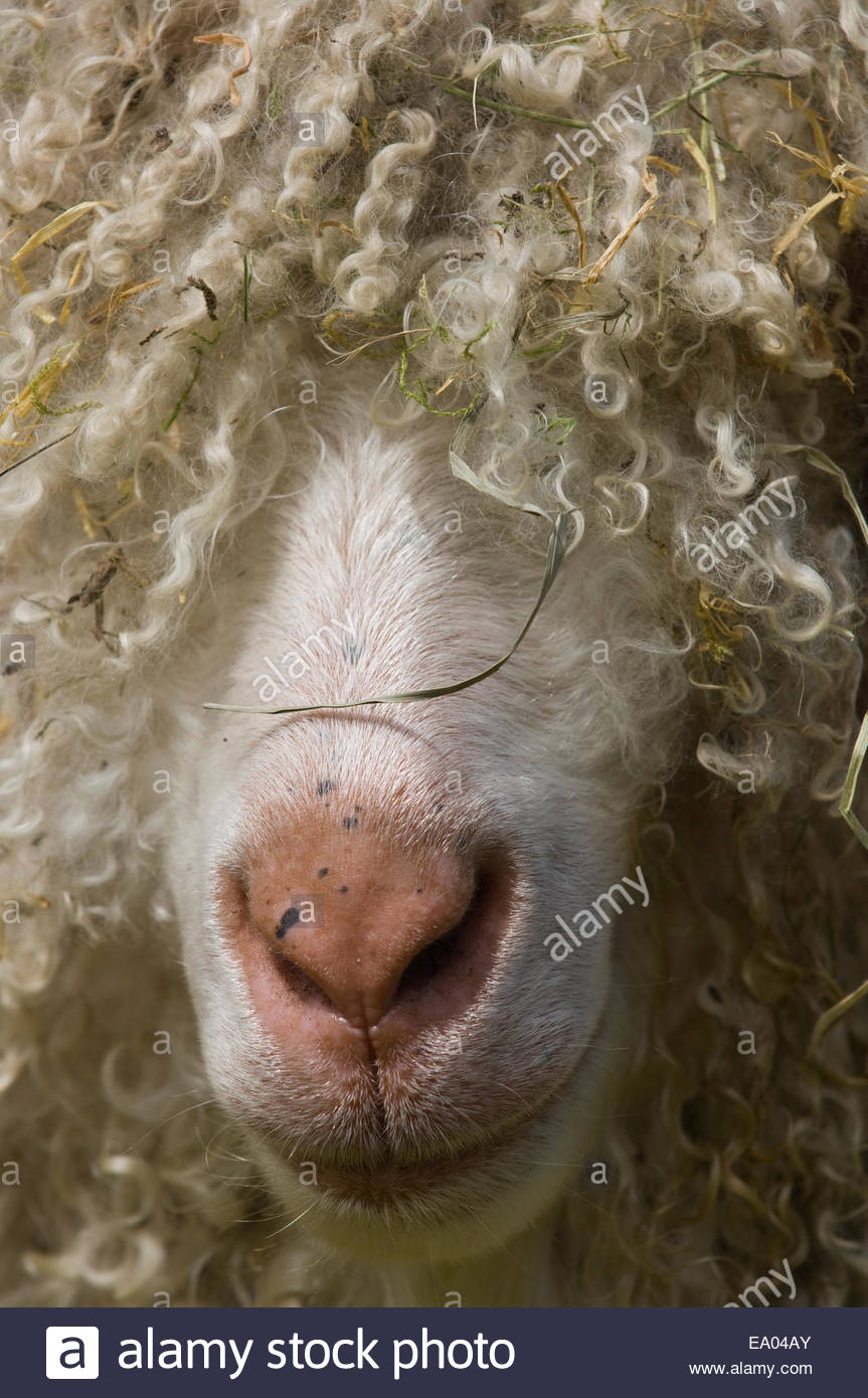 Mohair Goats Stock Photos & Mohair Goats Stock Images - Alamy