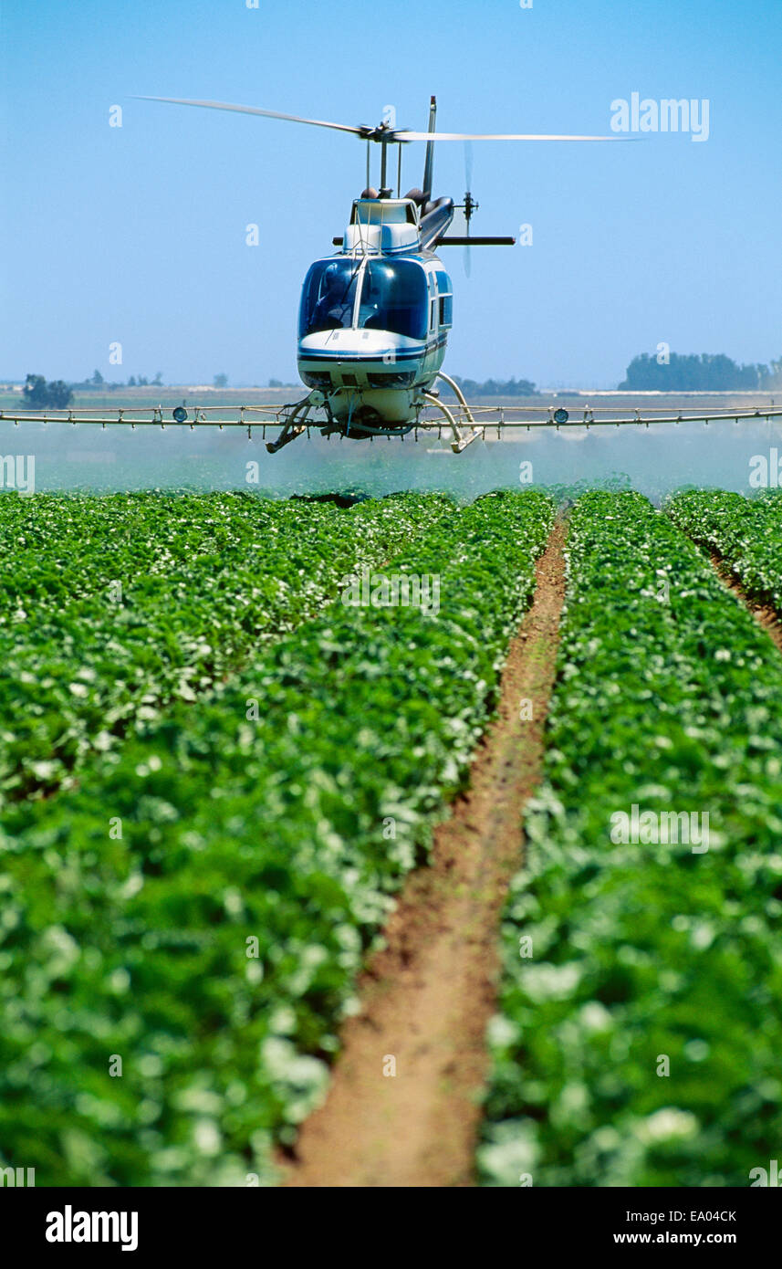 Agriculture - Aerial chemical application by helicopter of a lettuce ...