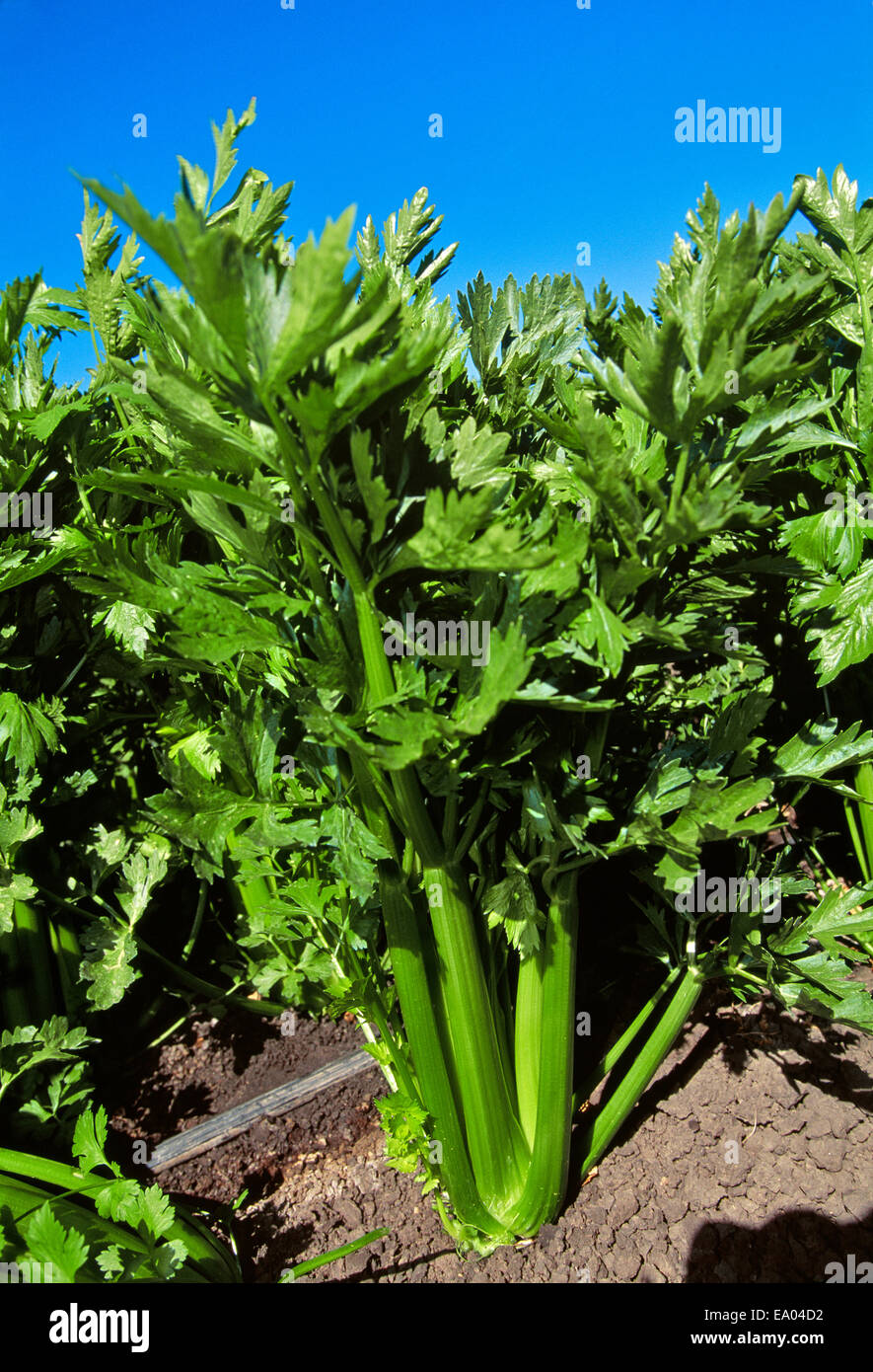 Agriculture - Closeup of a mature midsummer celery plant ready for ...