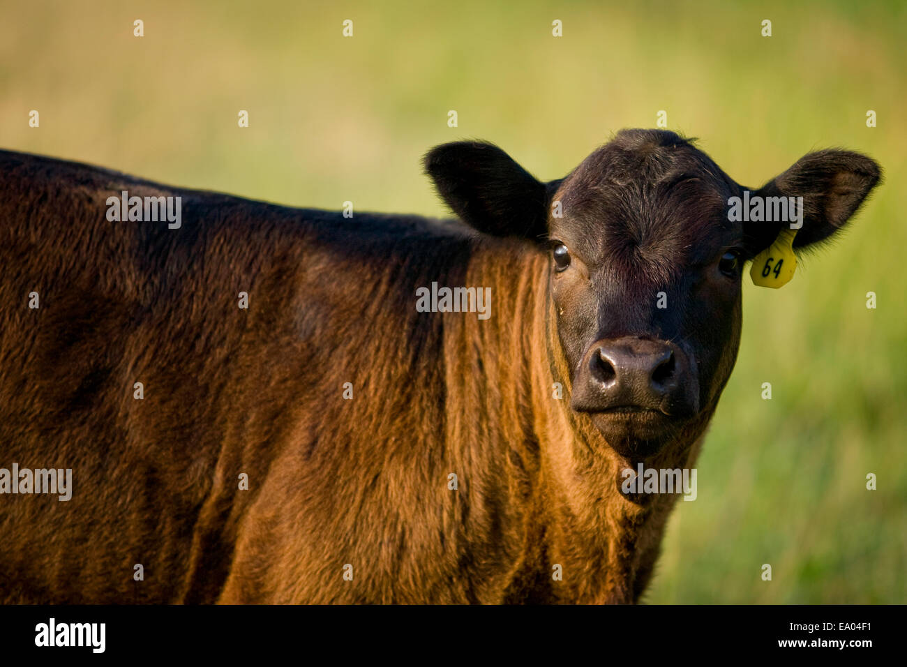 Livestock - Closeup of a Black Limousin beef calf / Childress, Texas ...
