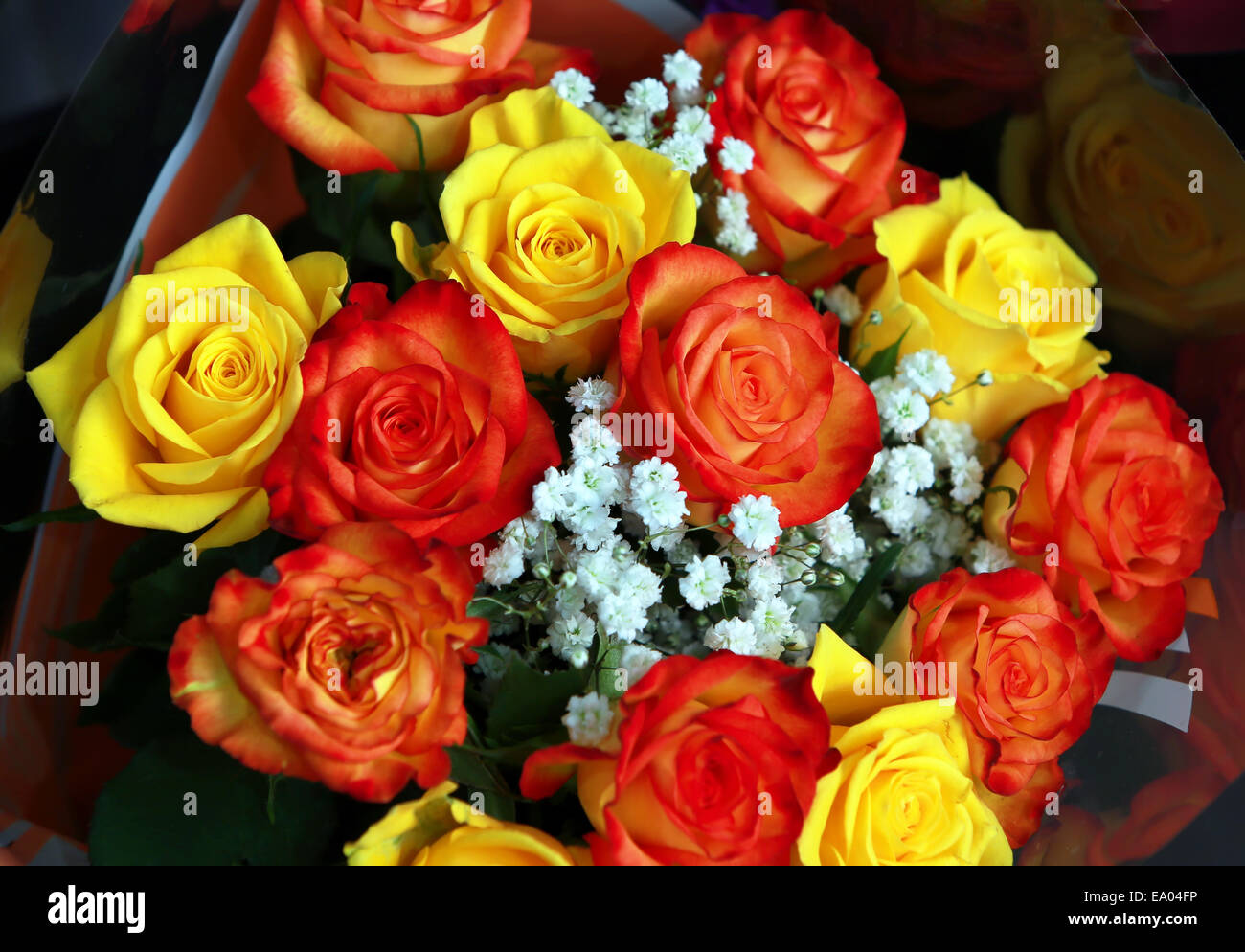 Soft red roses hi-res stock photography and images - Alamy
