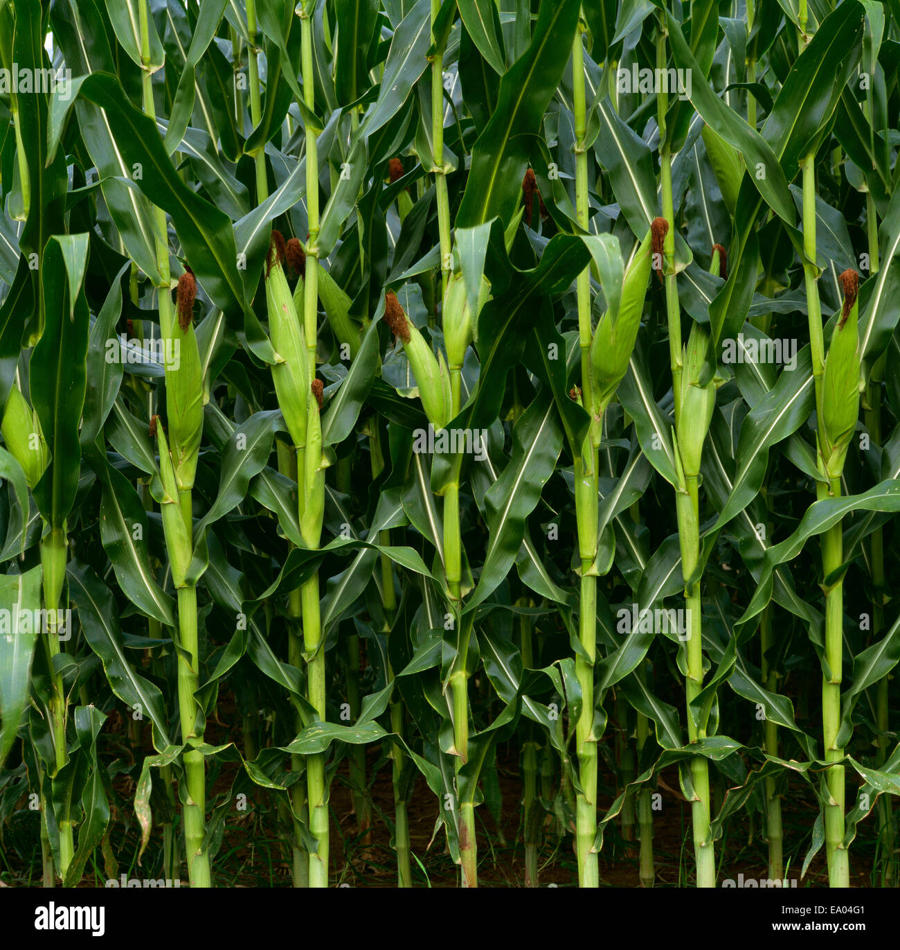 Agriculture - Mature stand of grain corn with ears clearly visible ...