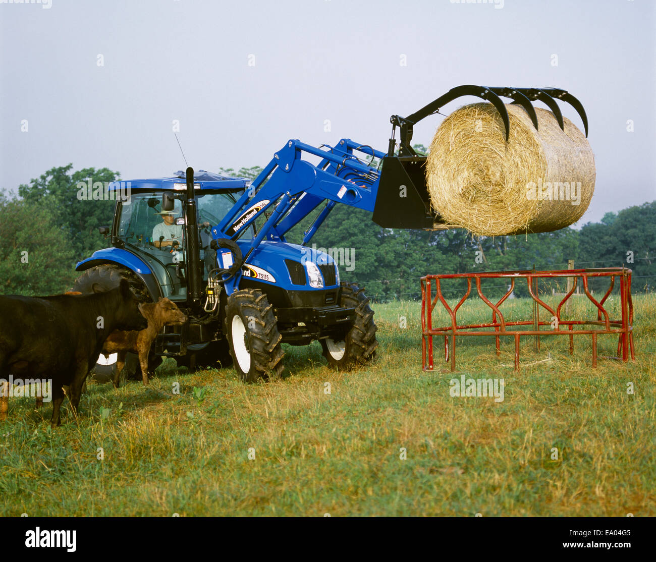 A New Holland tractor with bale squeeze placing a round hay bale into a ...