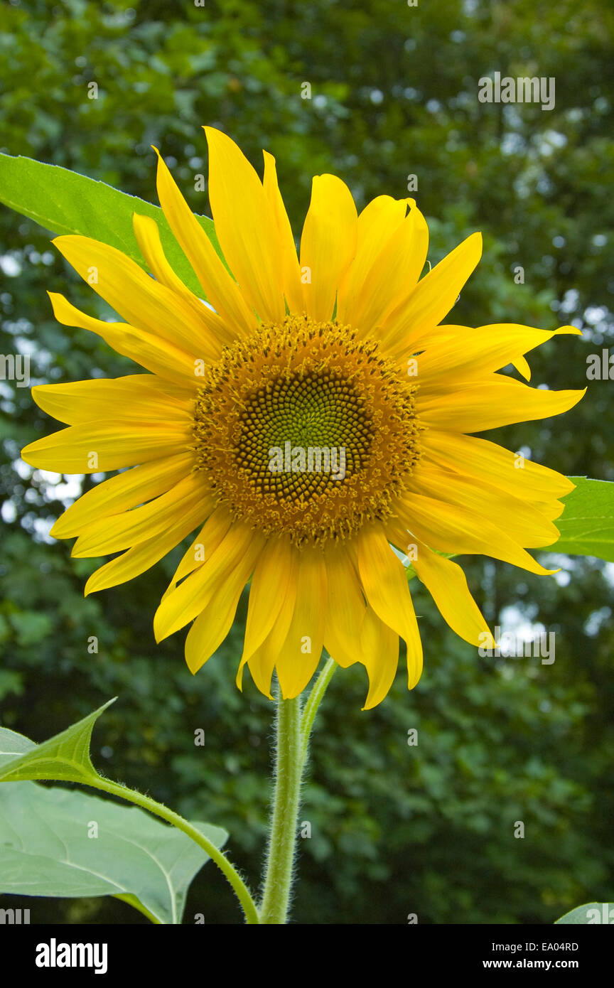 Yellow sunflower with green tree lined background Stock Photo - Alamy