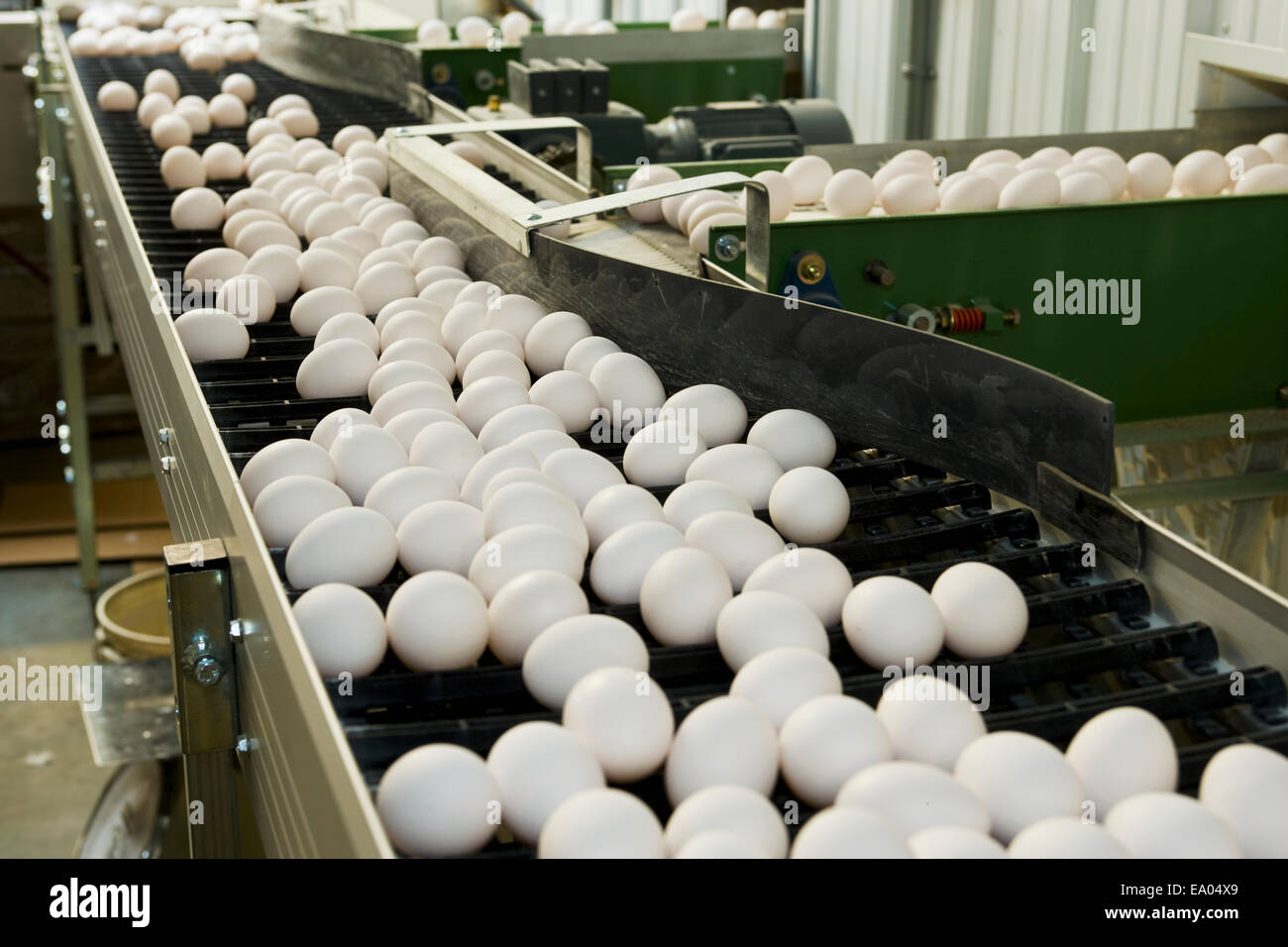 Hatchery chicken process hi-res stock photography and images - Alamy