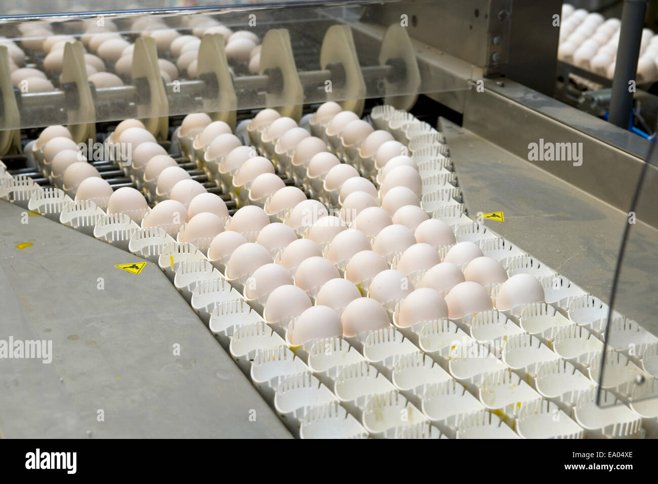 Fertilized chicken eggs hi-res stock photography and images - Alamy