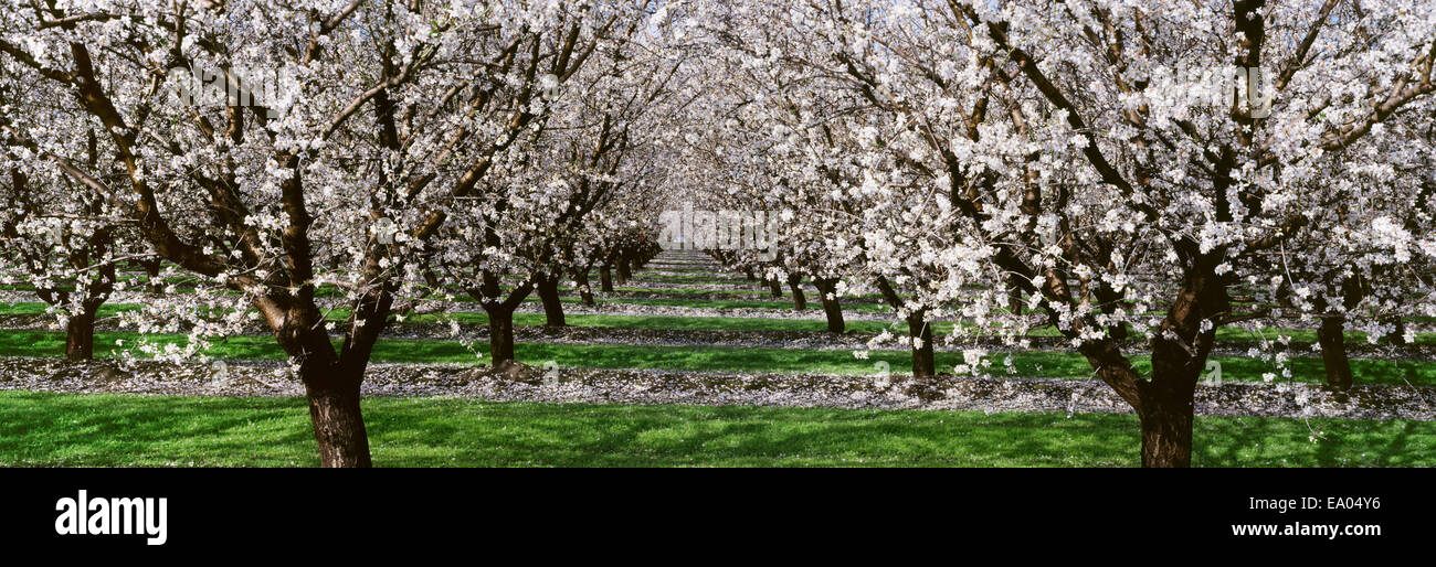 Agriculture - Almond orchard, looking down between rows of almond trees ...