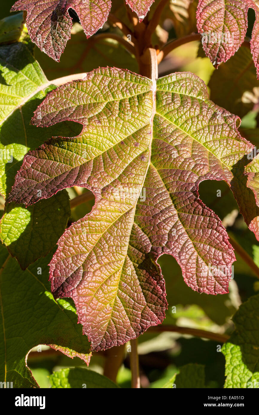 Fall color leaf Stock Photo - Alamy
