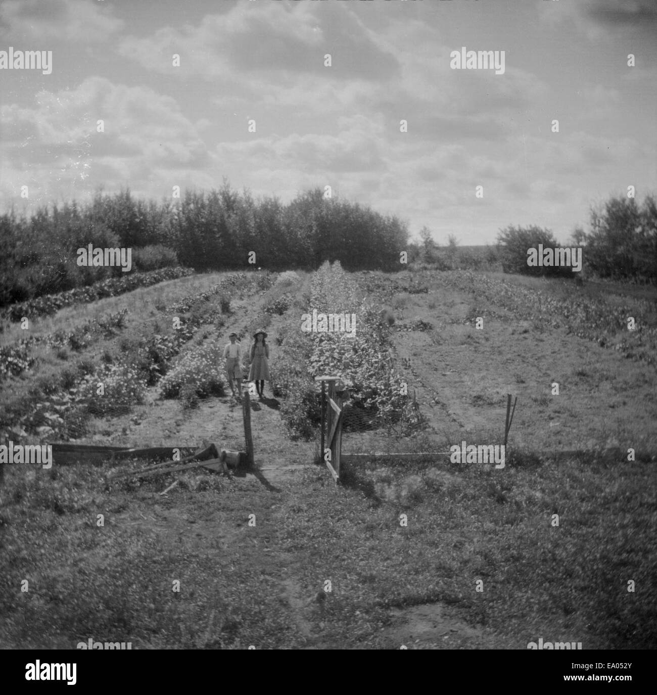 A photograph of the Brebner children playing in a garden, captured in ...