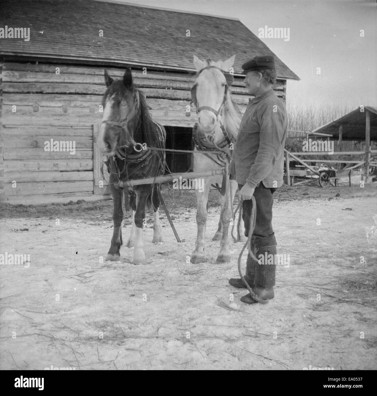 A historical photograph of a man with his horses, capturing the ...