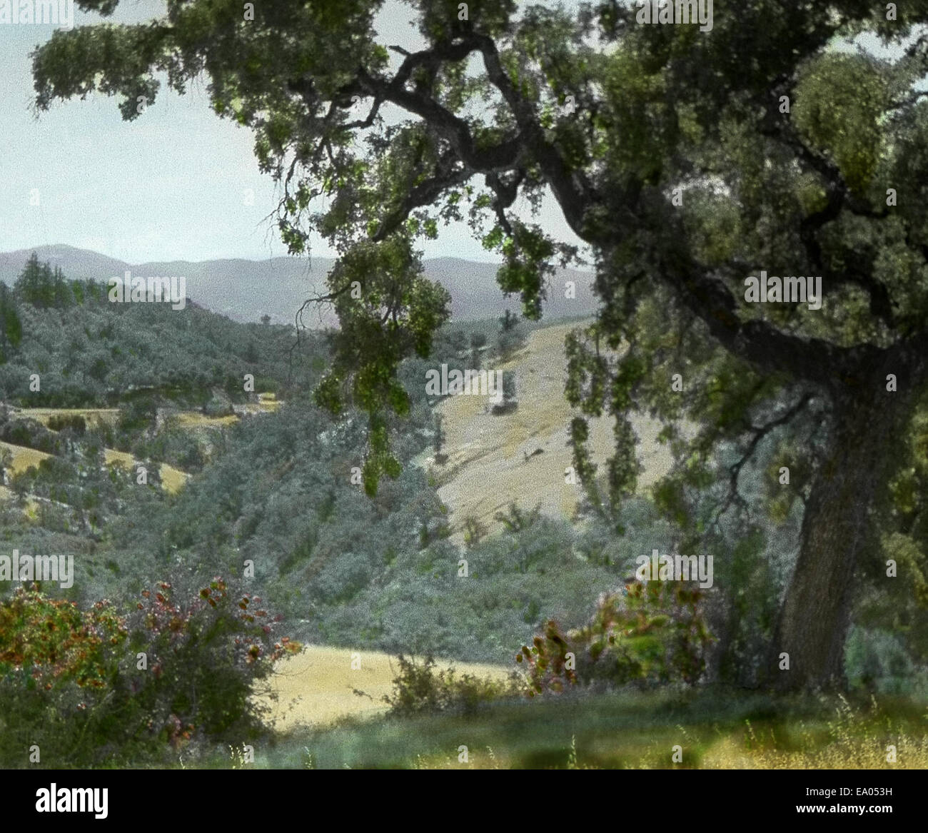 A photograph of a Valley Oak tree, framing a scenic view near Uklah ...