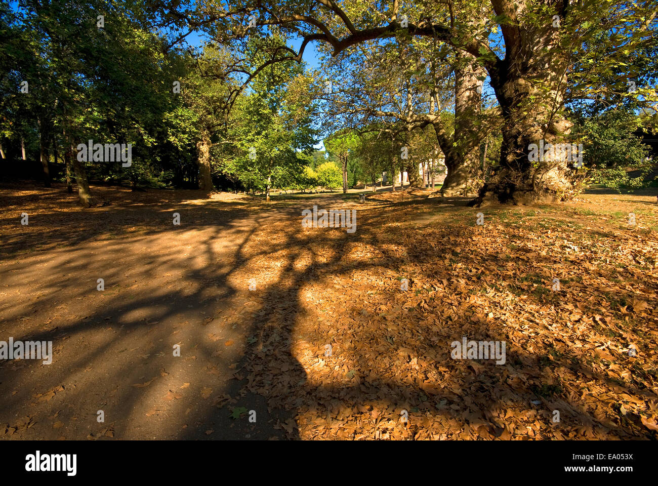 Big plane trees (Platanus orientalis) in Villa Borghese Park, Rome ...