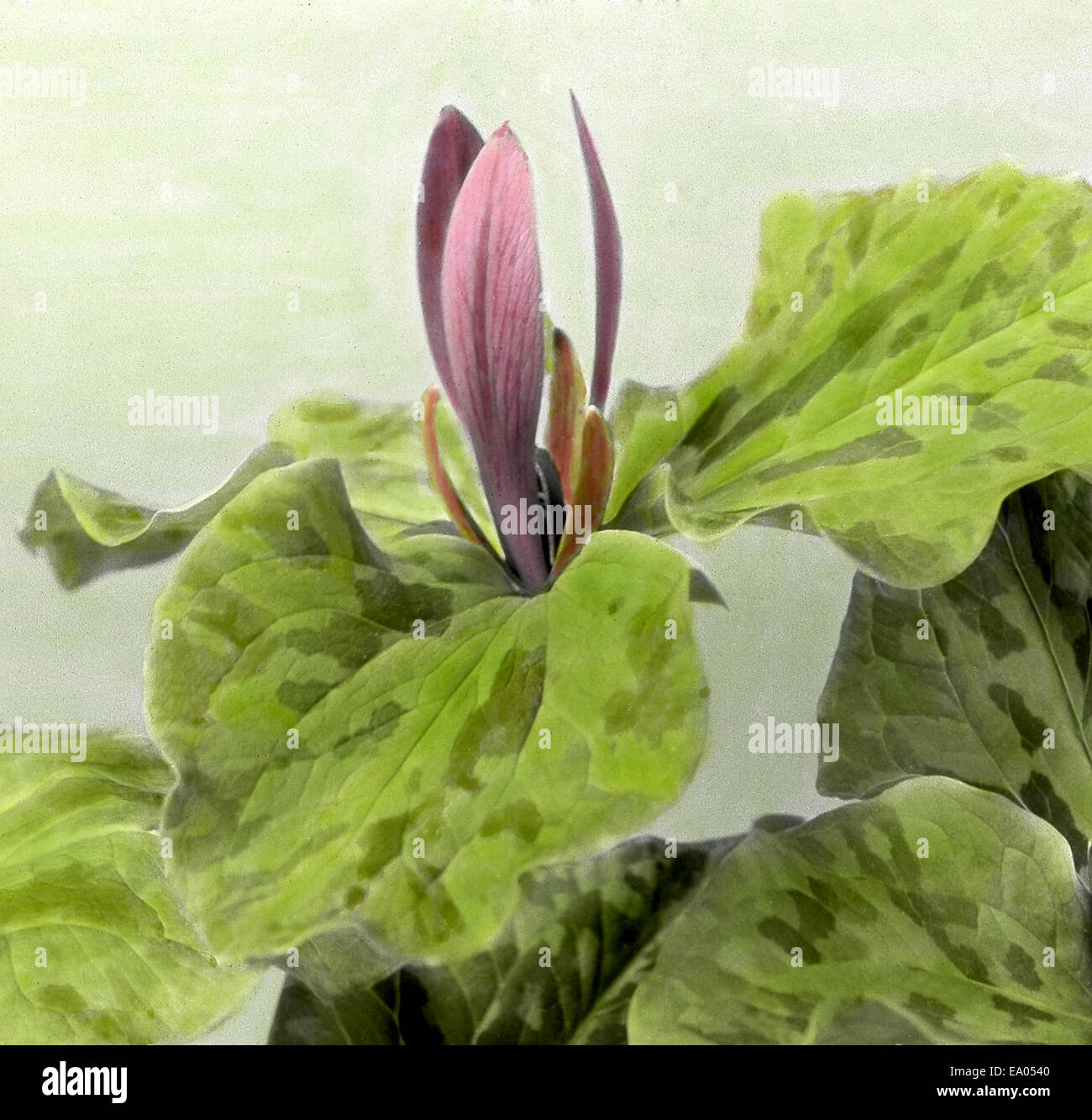 A botanical photograph of Trillium sessile, also known as the ...