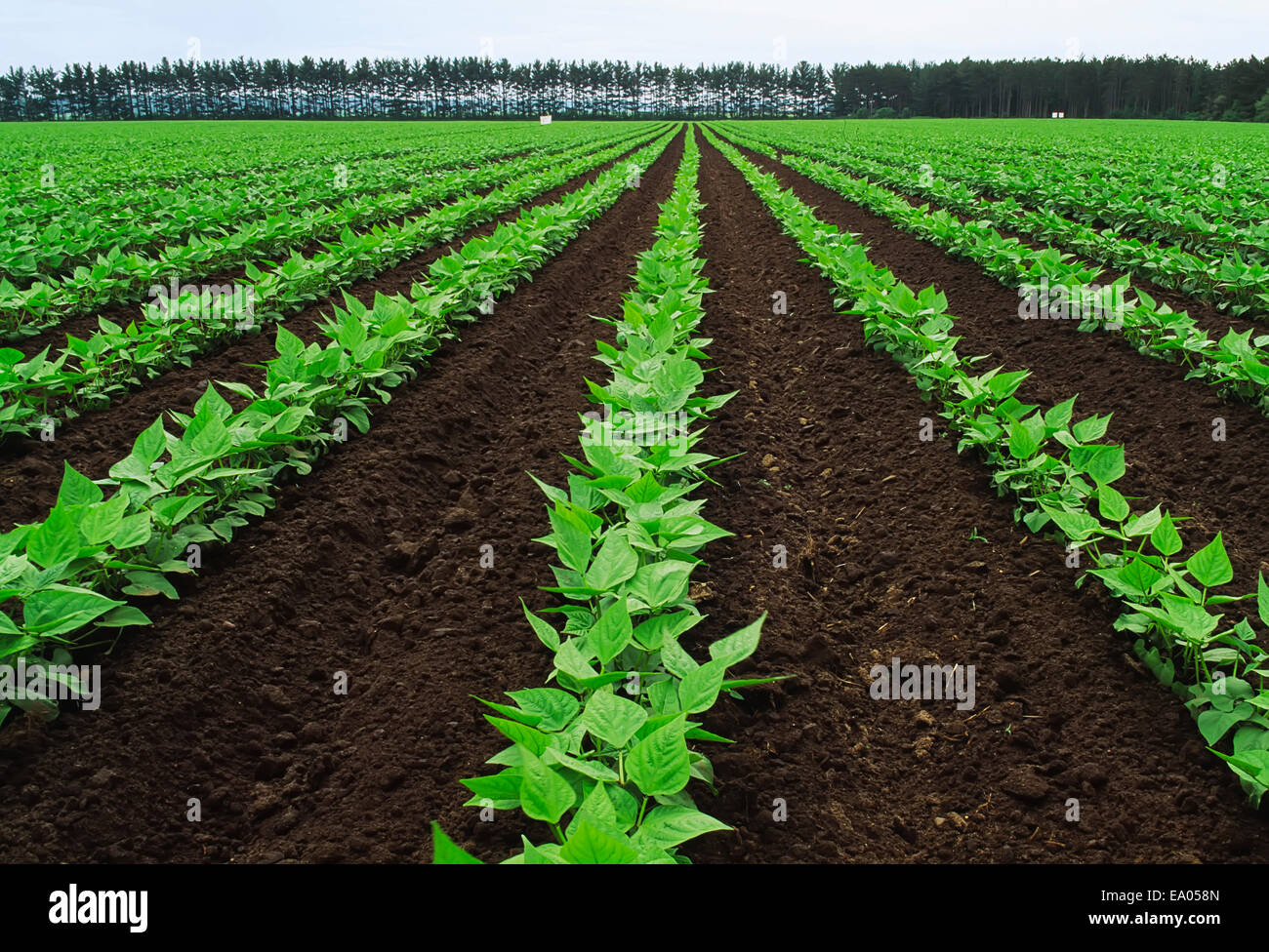 Agriculture - Field of early growth Snap beans with a hedgerow of trees ...
