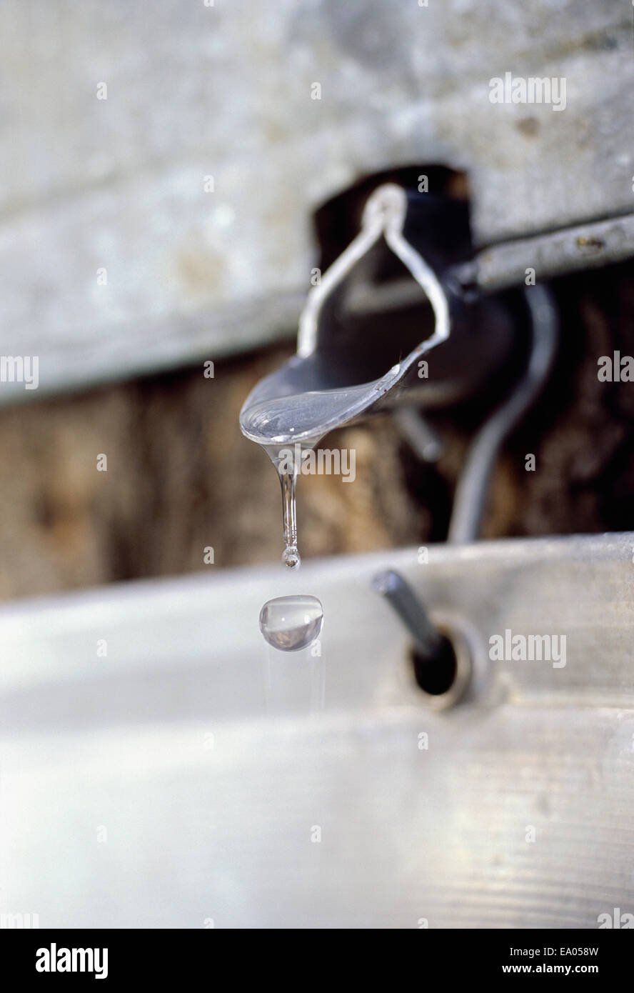 Agriculture - Closeup of maple sap dripping from a tap spout into a ...