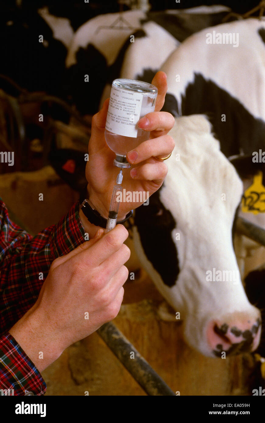Livestock - A veterinarian prepares an injection at a dairy / Minnesota ...