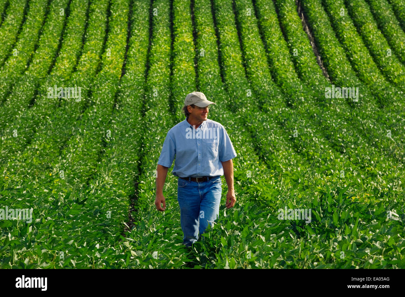 Walking Beans High Resolution Stock Photography and Images - Alamy