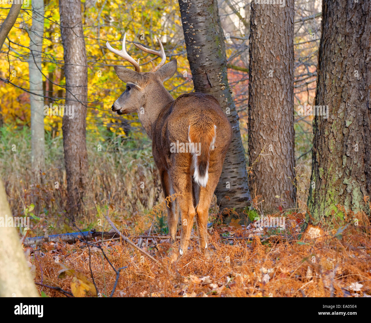 Whitetail Deer Buck standing in a woods Stock Photo - Alamy