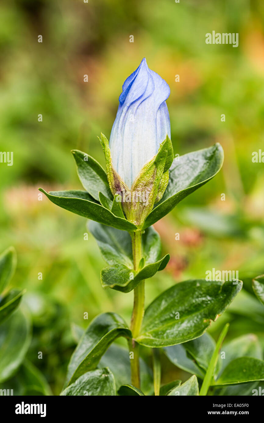 Broadpetal gentian hi-res stock photography and images - Alamy