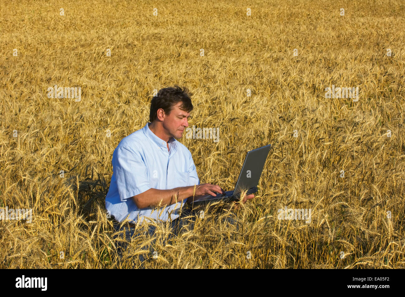 A farmer observes his mature wheat crop and enters crop data into his ...