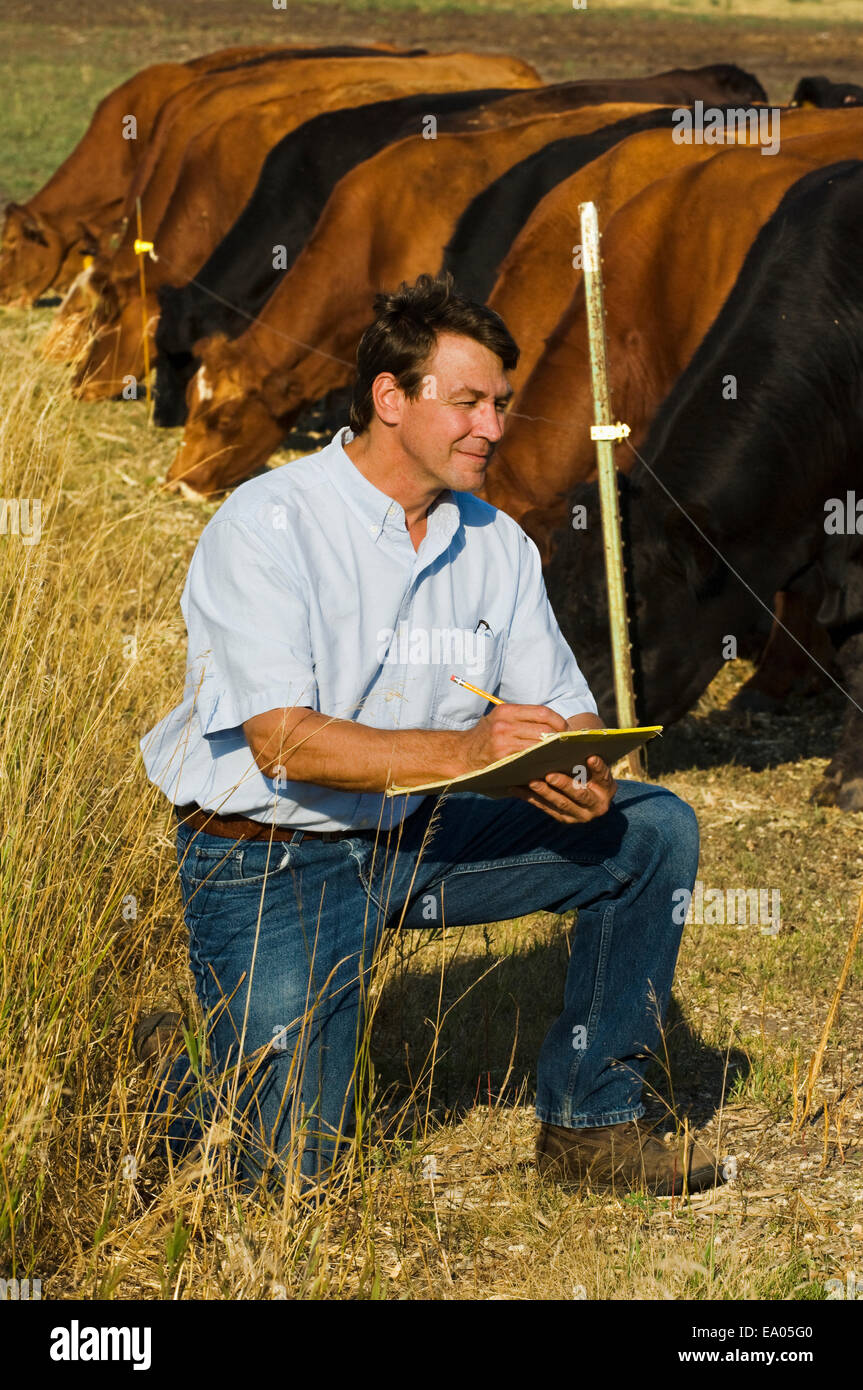 Inspecting herd hi-res stock photography and images - Alamy