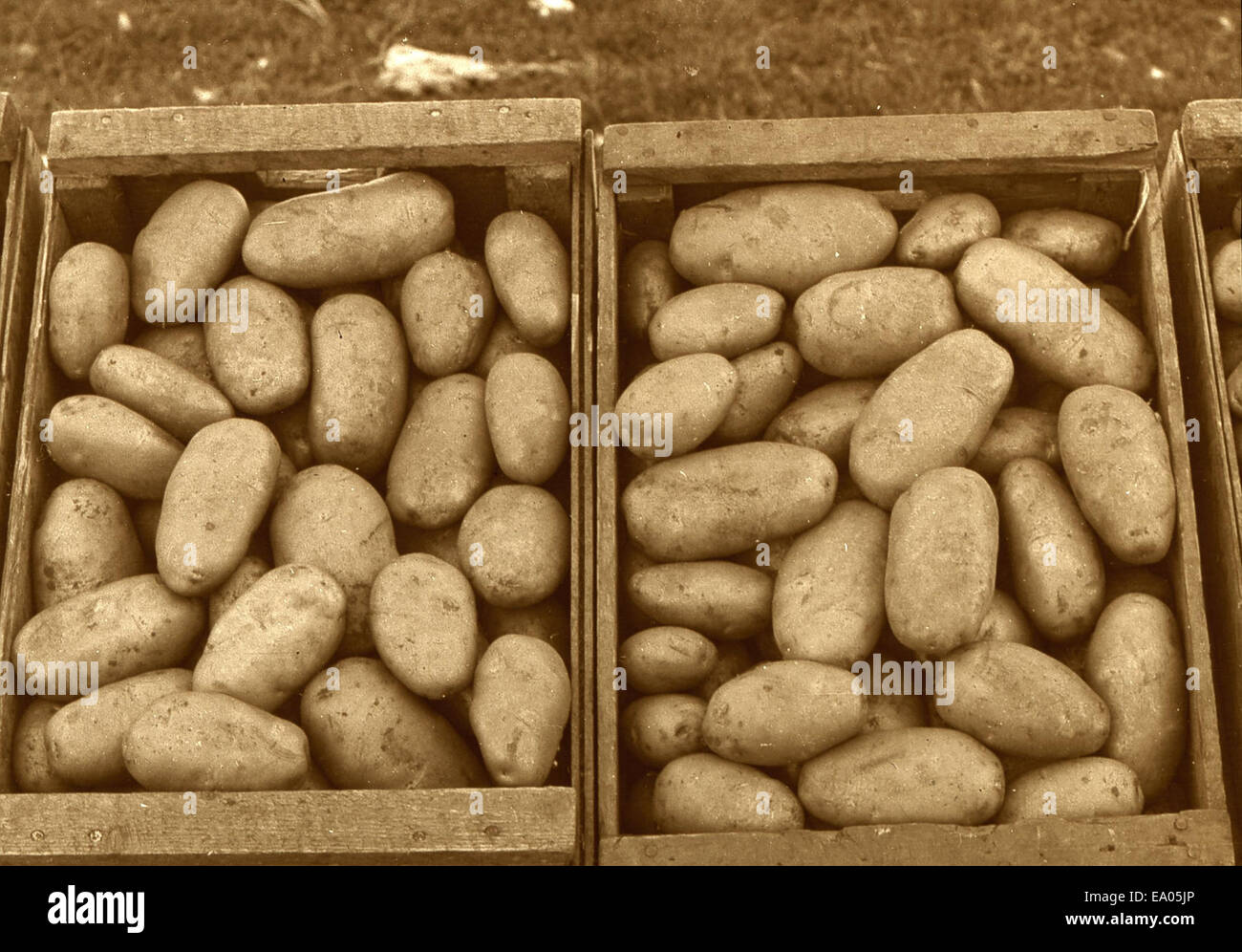 This image shows crates of potatoes, possibly being prepared for ...