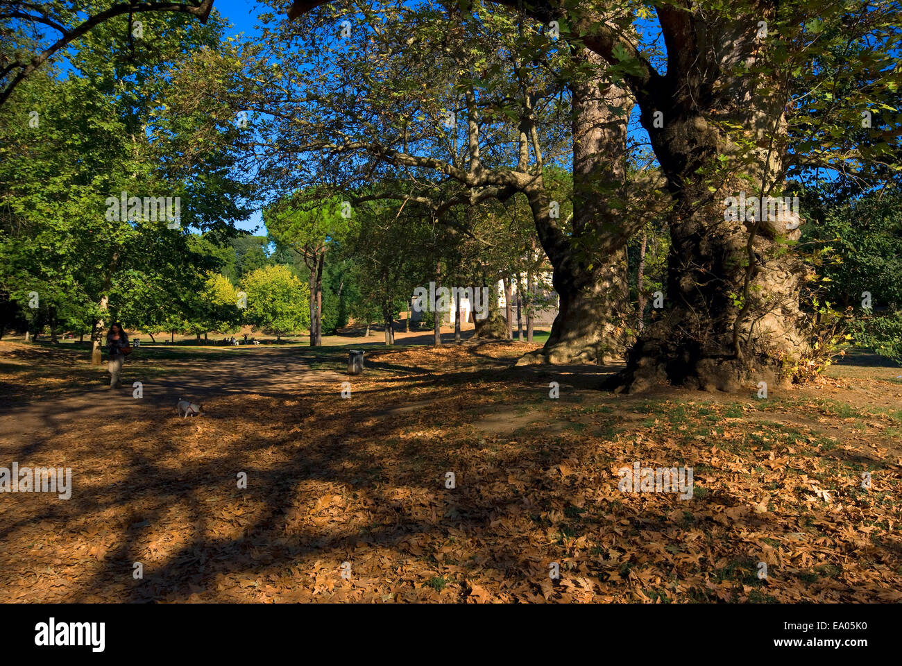 Big plane trees (Platanus orientalis) in Villa Borghese Park, Rome ...