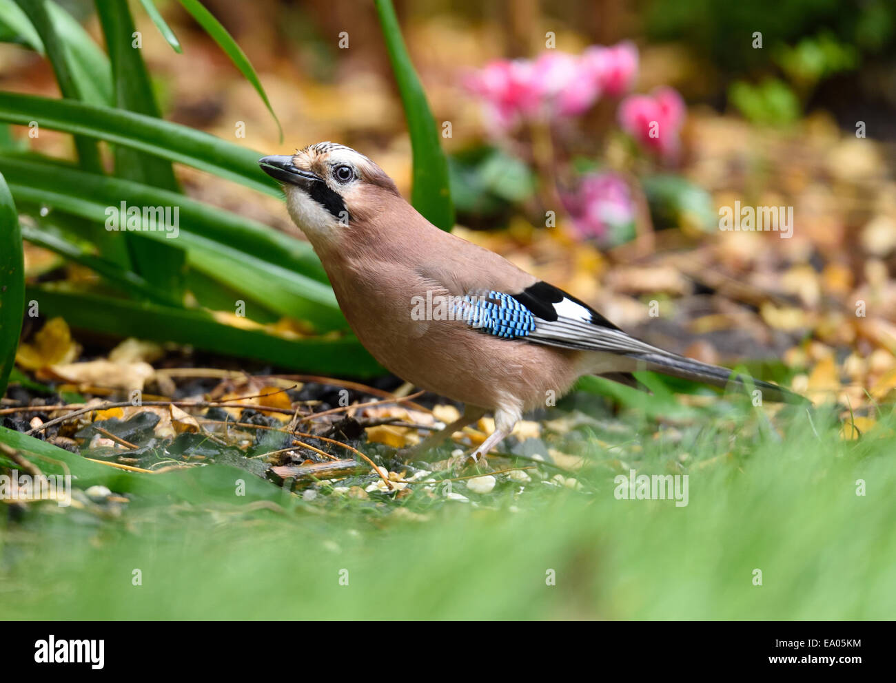 Jay bird uk garden hi-res stock photography and images - Alamy