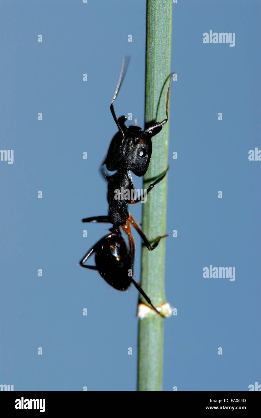 Ant climb hi-res stock photography and images - Alamy