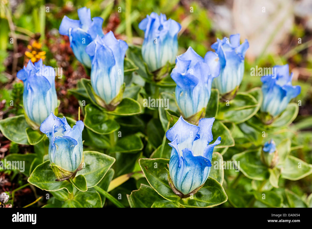 Broadpetal gentian hi-res stock photography and images - Alamy