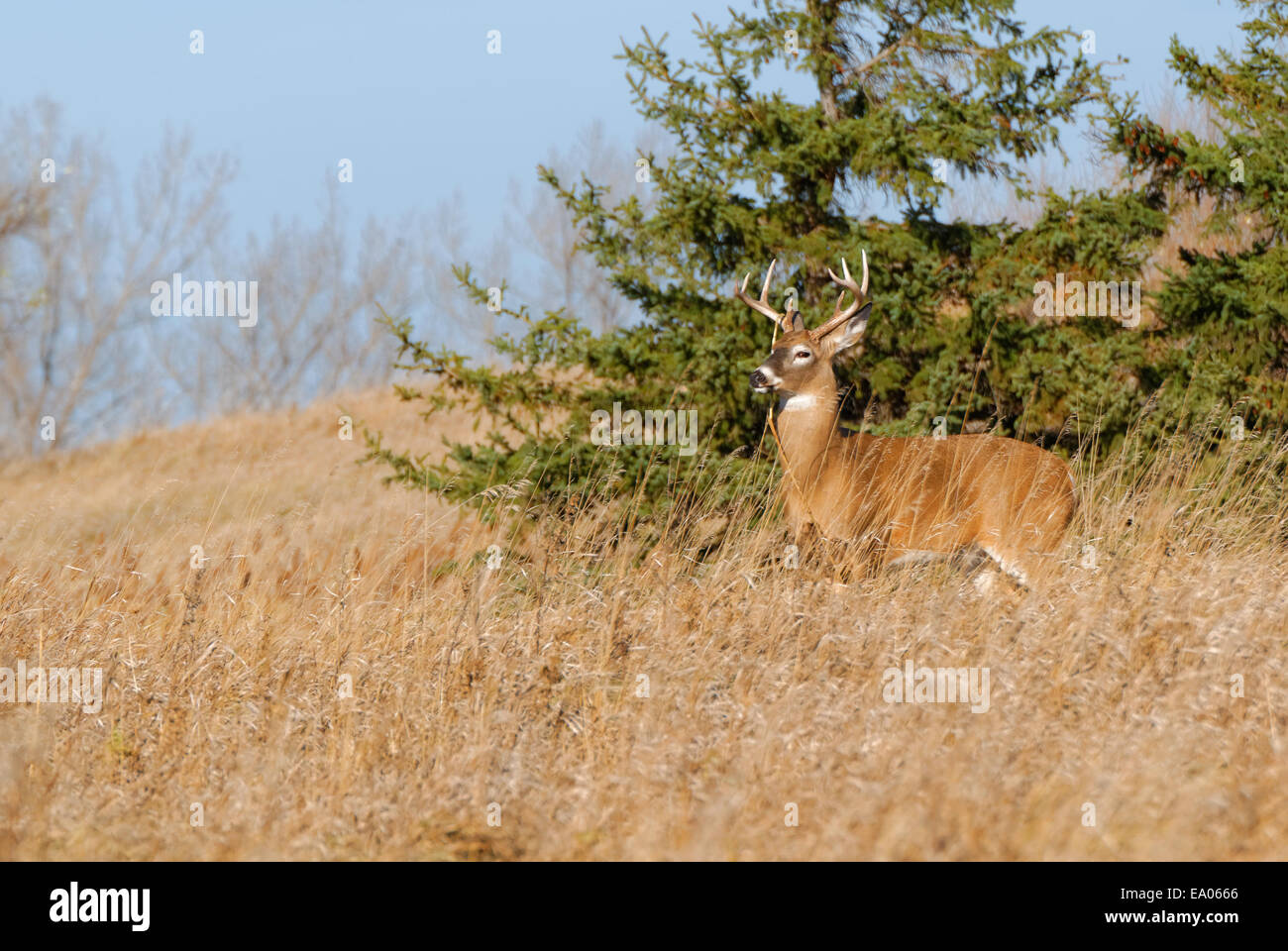Whitetail Deer Buck standing in a field Stock Photo - Alamy
