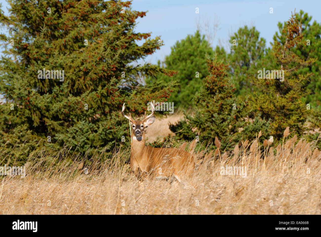 Whitetail Deer Buck standing in a field Stock Photo - Alamy