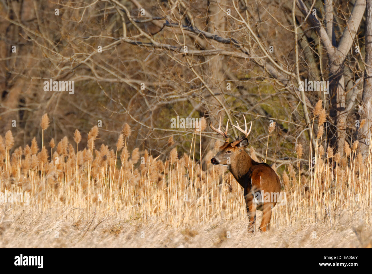 Whitetail Deer Buck standing in a field Stock Photo - Alamy