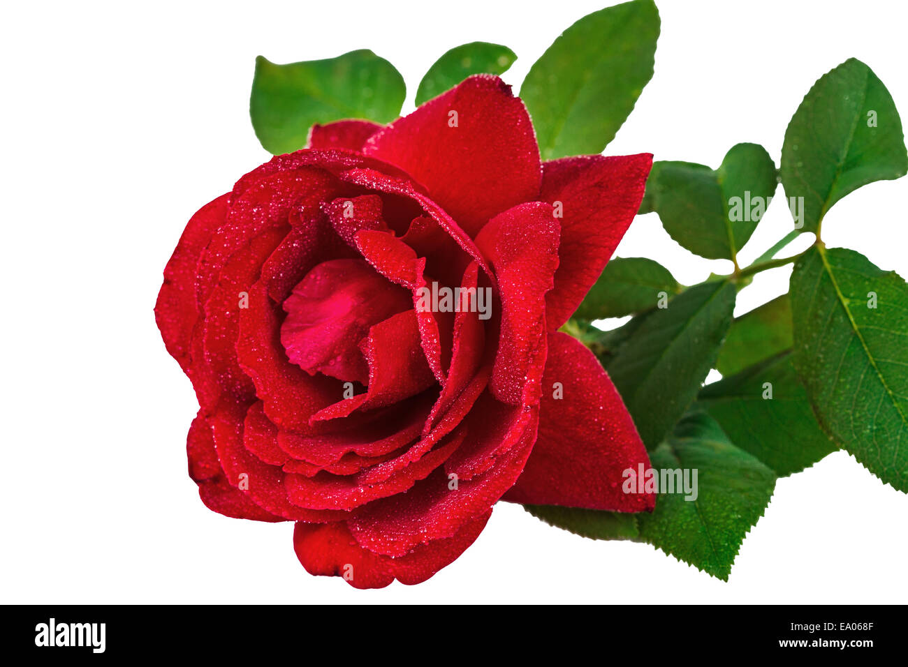 Flower rose in drops of dew, isolated on white background Stock Photo ...