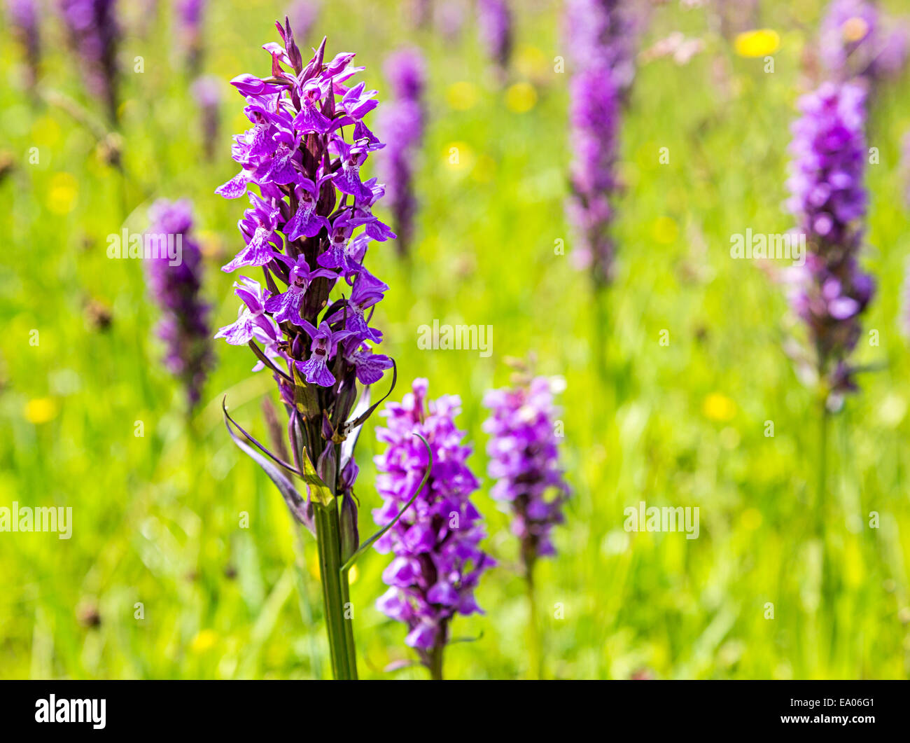 Mascula hi-res stock photography and images - Alamy