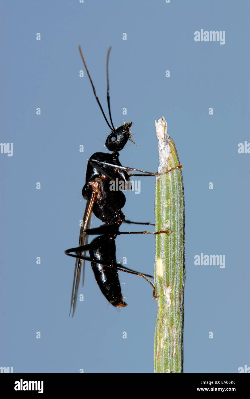 Winged ant hi-res stock photography and images - Alamy