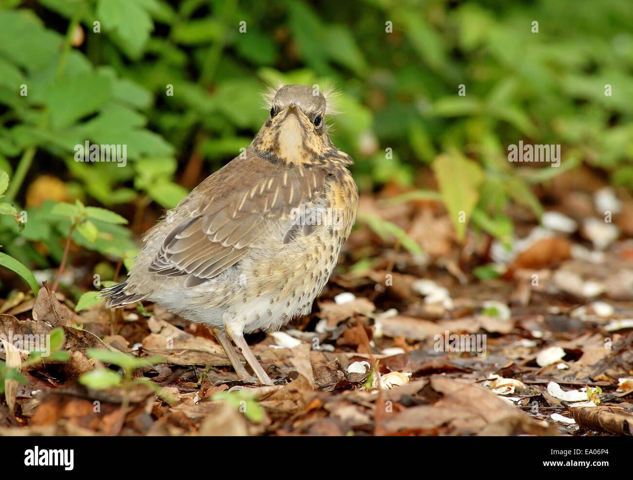 Fieldfare chick , fledgling Stock Photo - Alamy