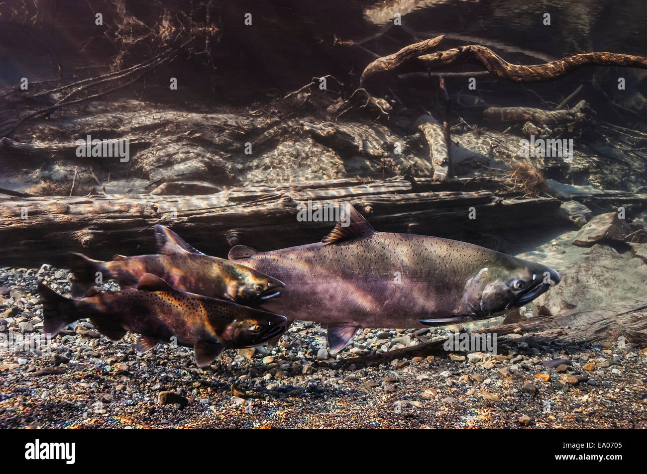 Fish salmon swimming hi-res stock photography and images - Alamy