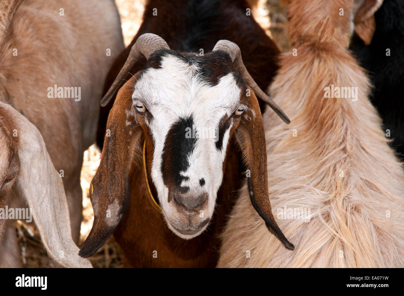 Goat head Stock Photo - Alamy