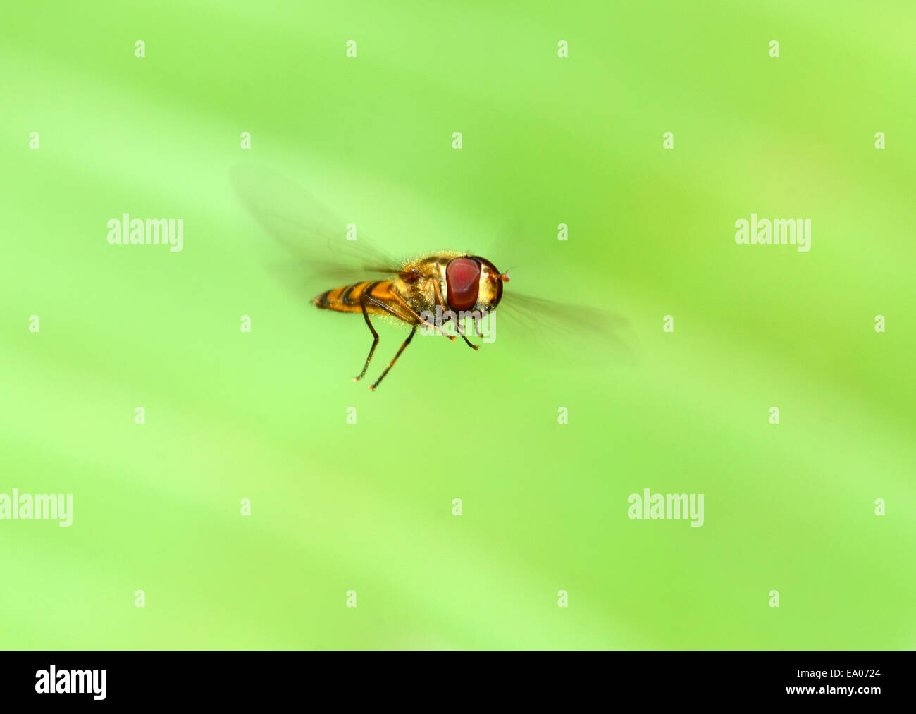 Hover fly hovers Stock Photo - Alamy