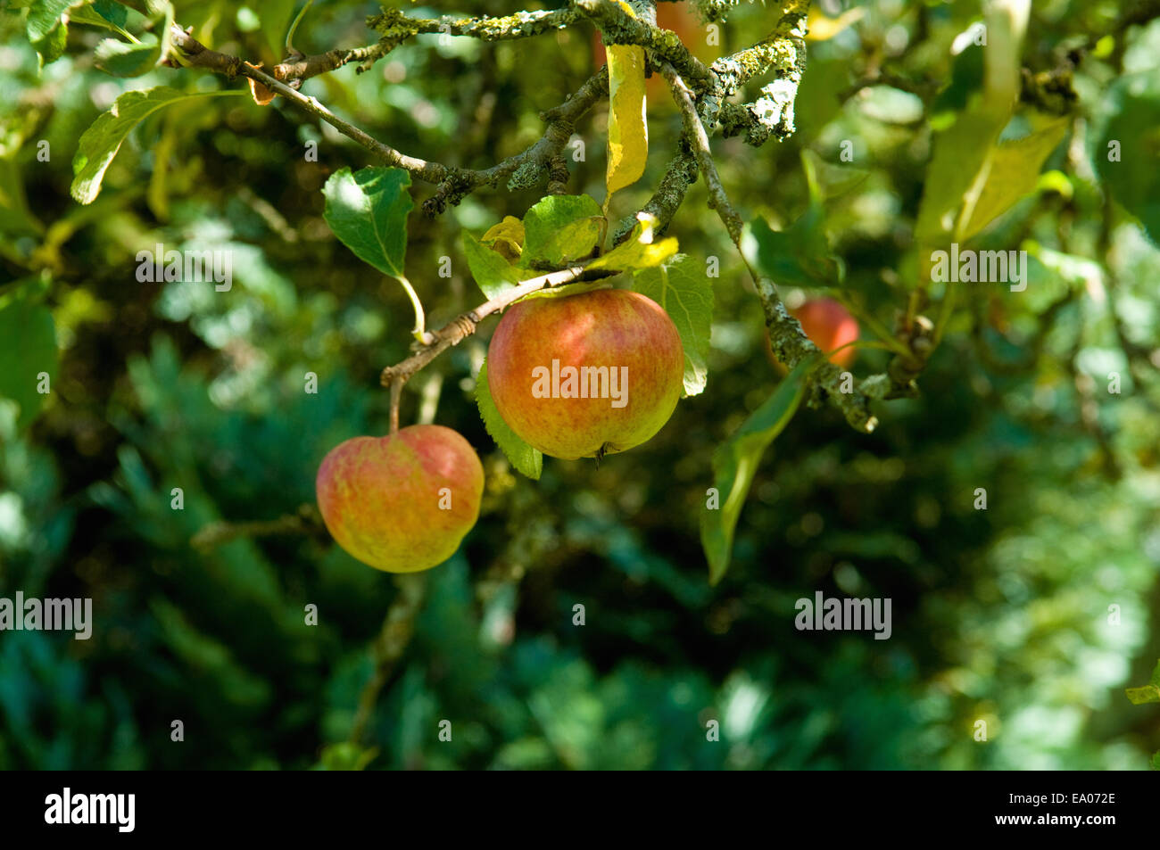 Fruit orchard hi-res stock photography and images - Alamy