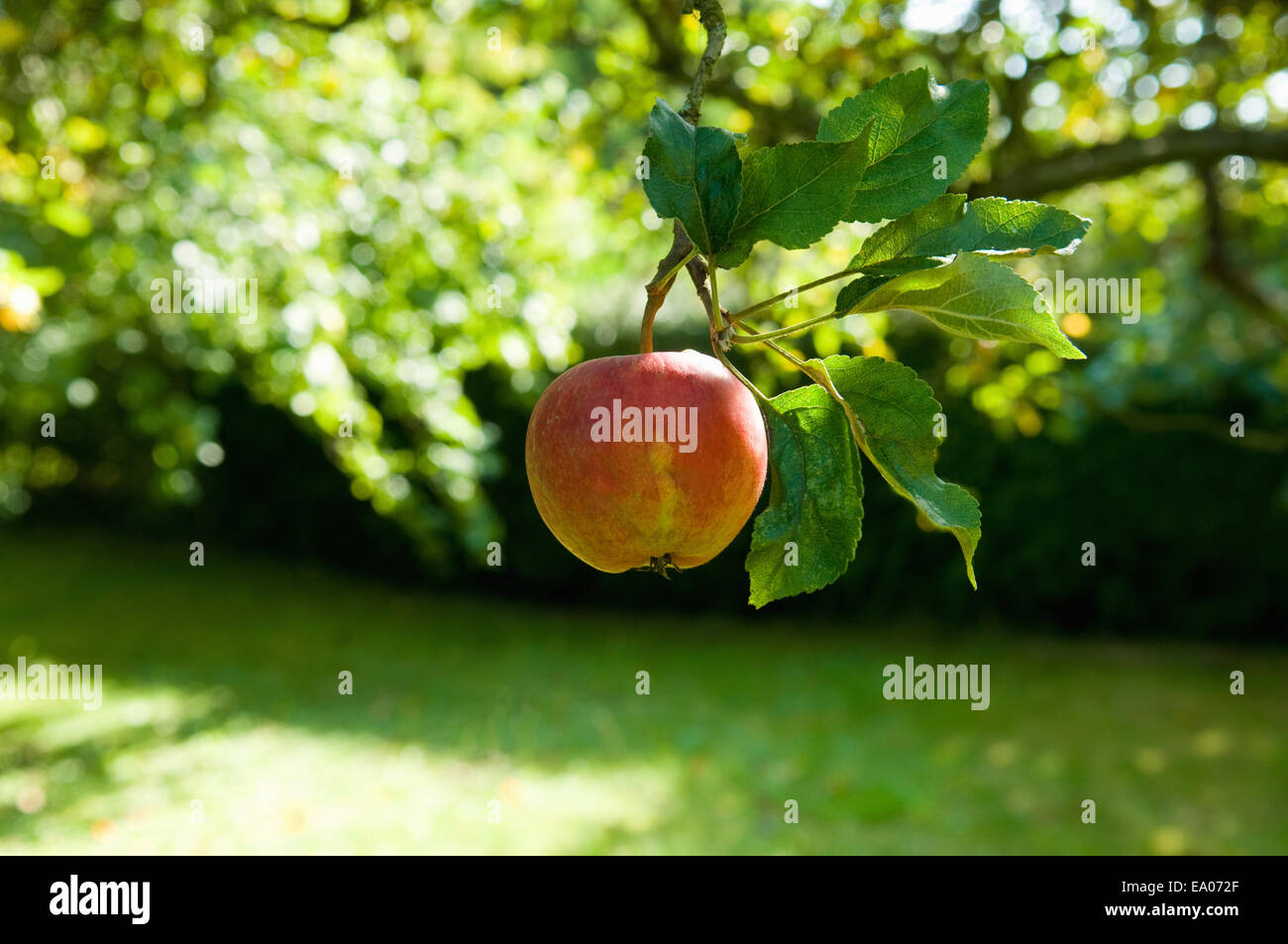 Apple tree in beautiful hi-res stock photography and images - Alamy