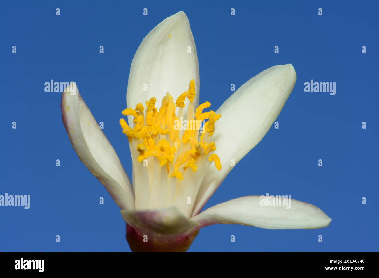 Isolated Lemon flower Stock Photo - Alamy