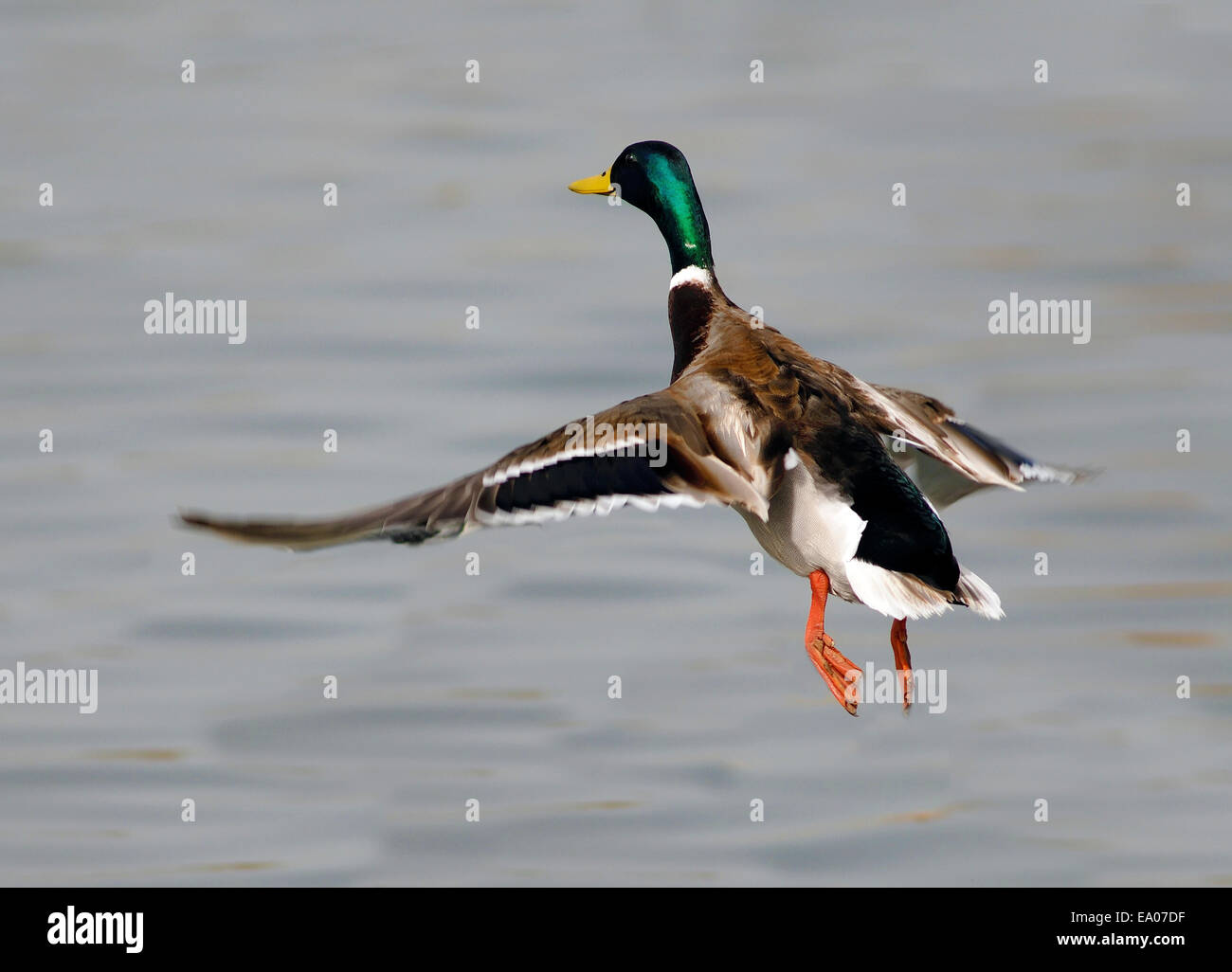 Male Mallard takeoff Stock Photo - Alamy