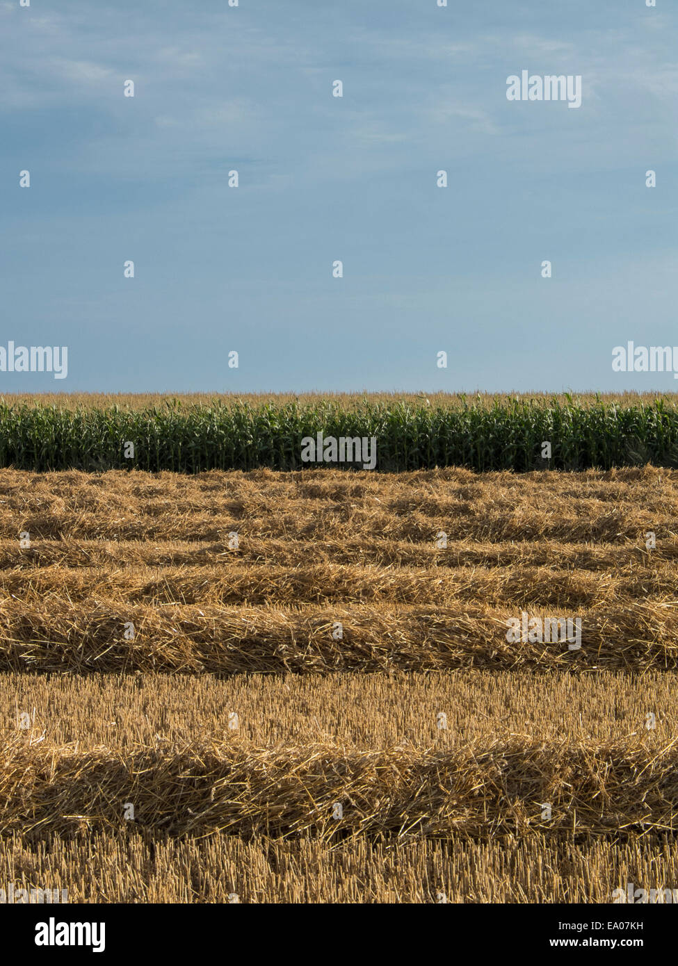 Cut wheat hi-res stock photography and images - Alamy