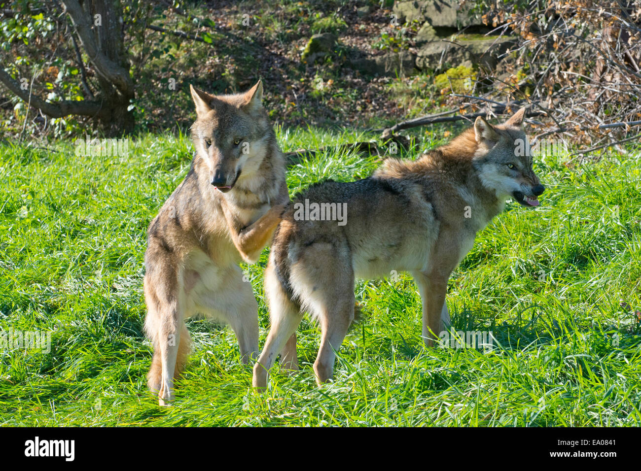 A pair of Timber Wolves Stock Photo - Alamy