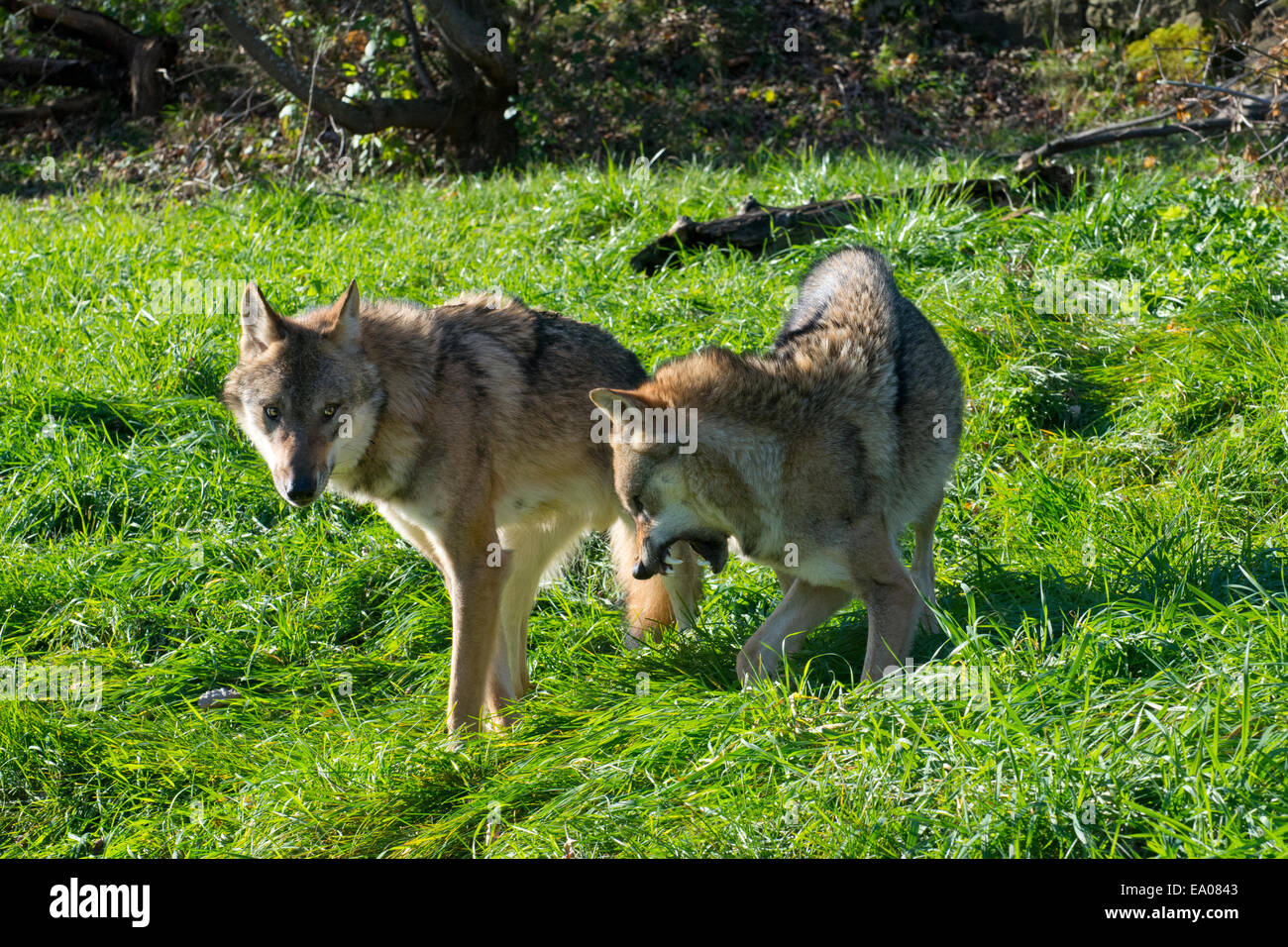 A fight between two Timber Wolves Stock Photo - Alamy