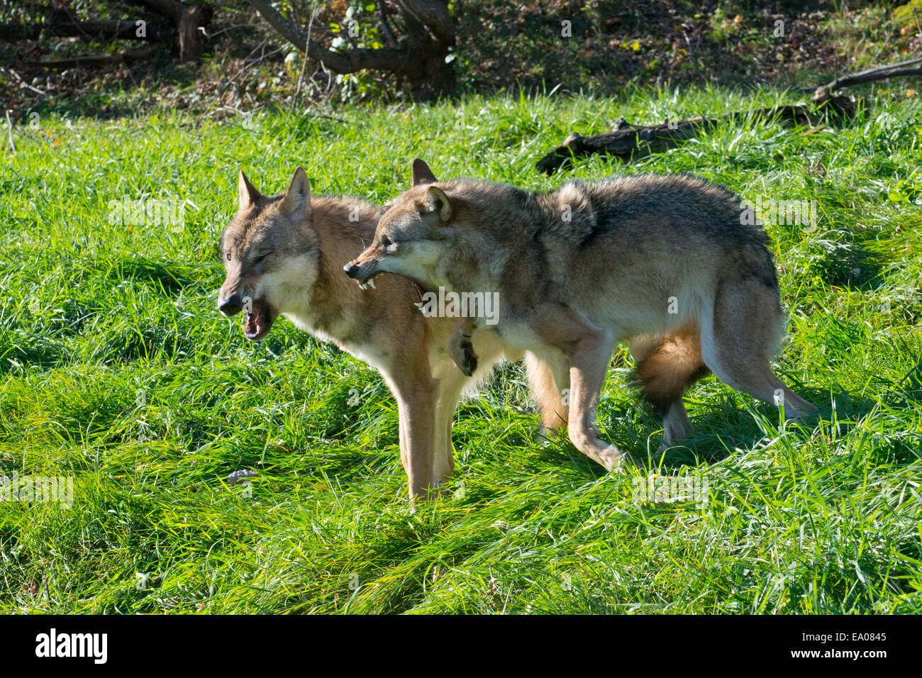 A fight between two Timber Wolves Stock Photo - Alamy