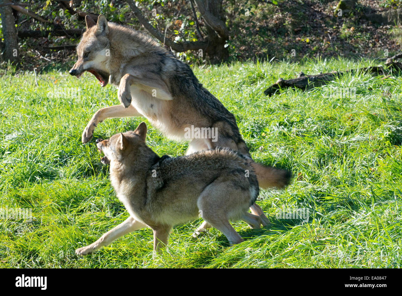 A fight between two Timber Wolves Stock Photo - Alamy