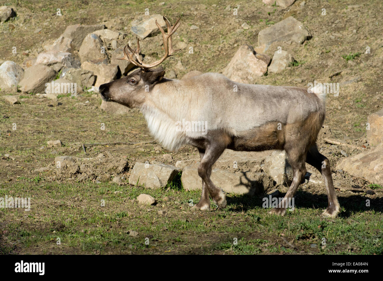 Female caribou hi-res stock photography and images - Alamy